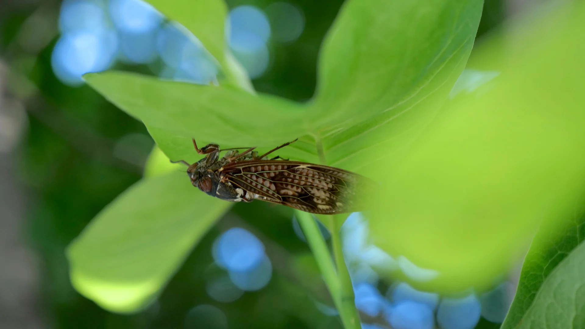 Here's a map of all the upcoming cicada emergences (it goes to 2029 ...