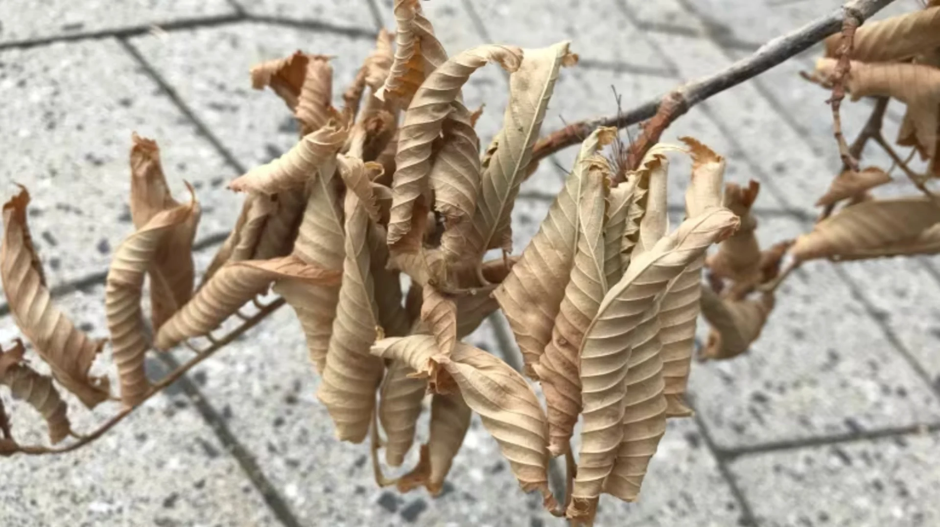 Invasive fungus that kills elm trees detected in Edmonton for first ...