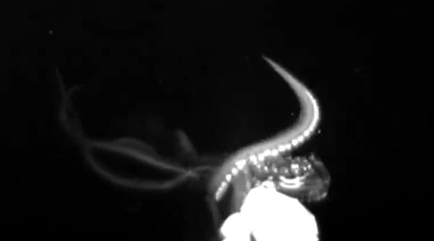 Terrifying: Giant squid spotted 700 metres deep in the ocean - The ...