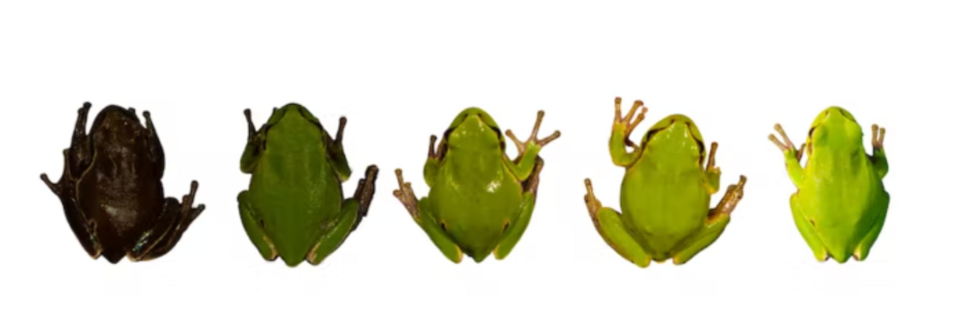 Chernobyl black frogs reveal evolution in action - The Weather Network