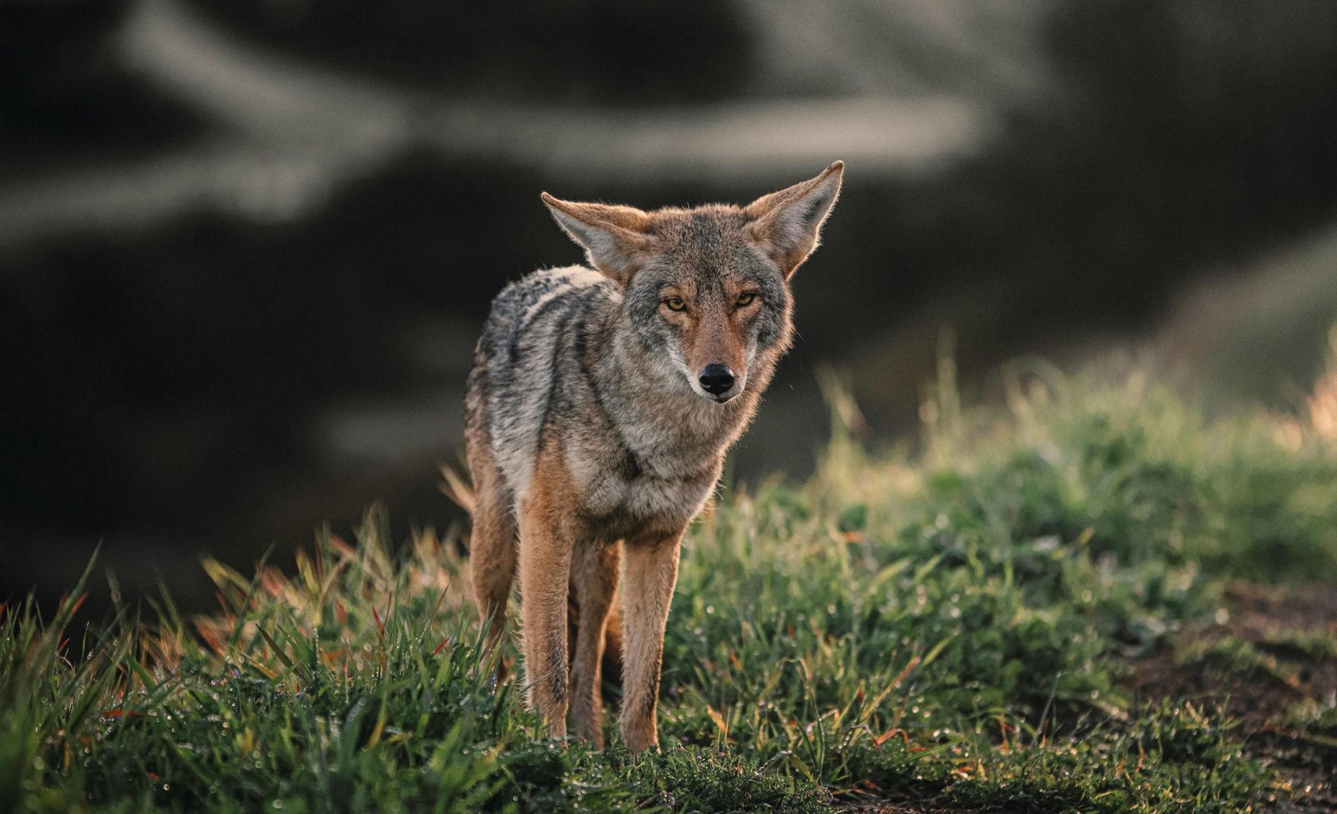 Coyote sightings can spike in the fall. Here's what to do if you ...
