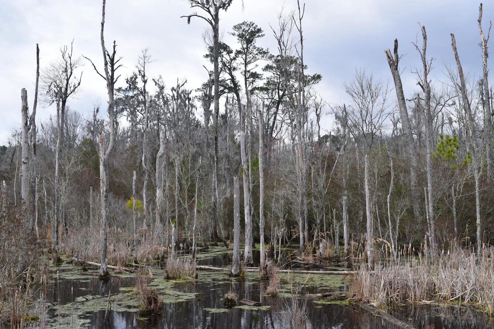 Ghost trees tell taxing story of sea level rise and extreme flooding ...