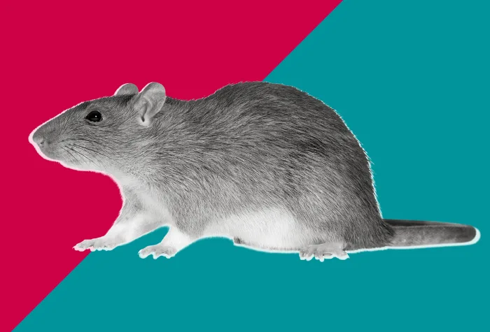 How to keep rats out of your home this winter - The Weather Network