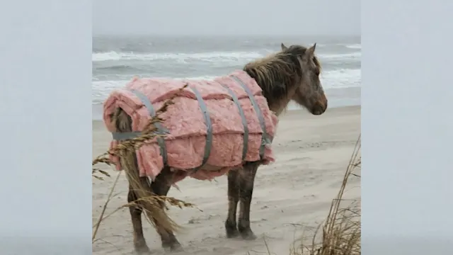 Viral storm photos of ‘insulated’ wild horses AI-generated - The ...