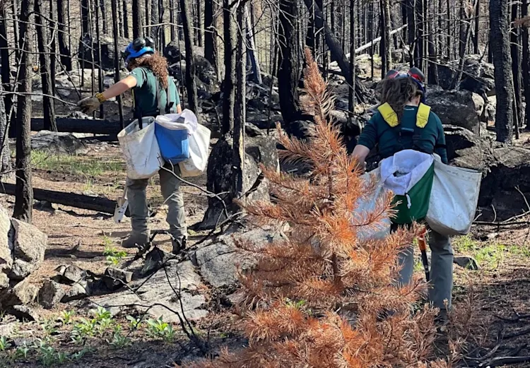 Burned forests in Jasper park showing signs of life ahead of winter ...