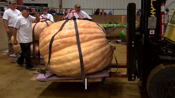 Here's what it takes to grow a giant pumpkin that weighs over 2,000 lbs ...