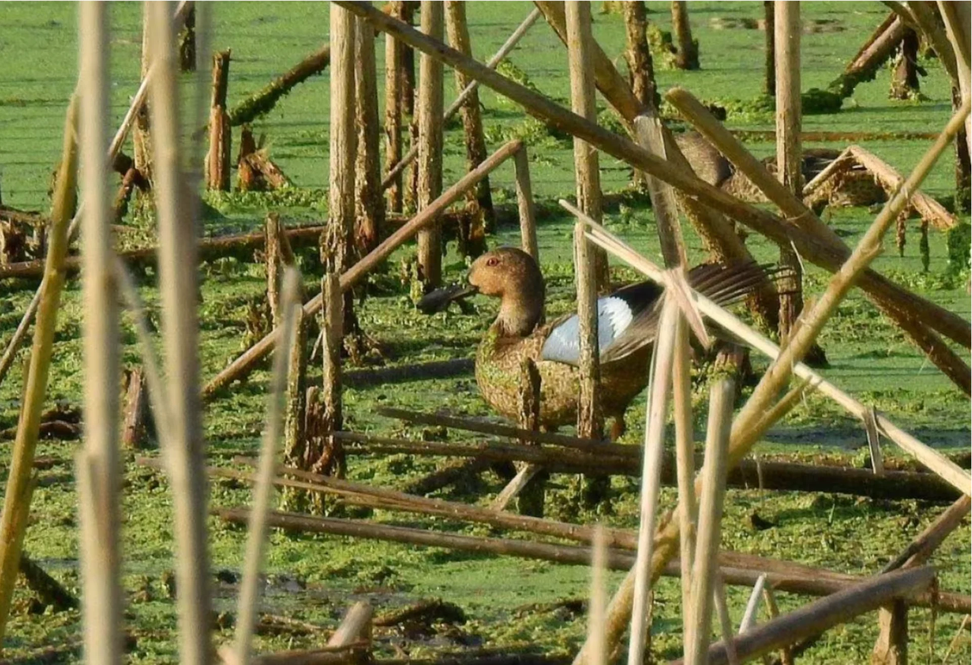 Rare duck in Niagara attracts birders eager to capture the 'mega-rarity ...