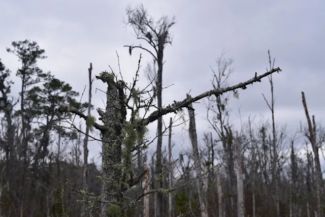 Ghost trees tell taxing story of sea level rise and extreme flooding ...