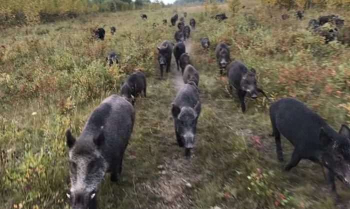 Wild pigs running amok in Saskatchewan: researcher - The Weather Network
