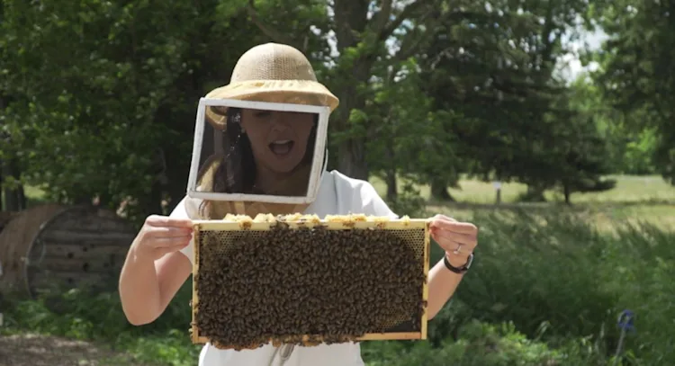 Why it appears there is an invasion of wasps near summer's end - The ...