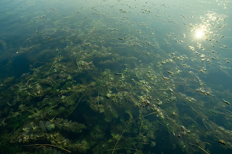 Rapidly growing invasive plant discovered for first time in Canada in ...
