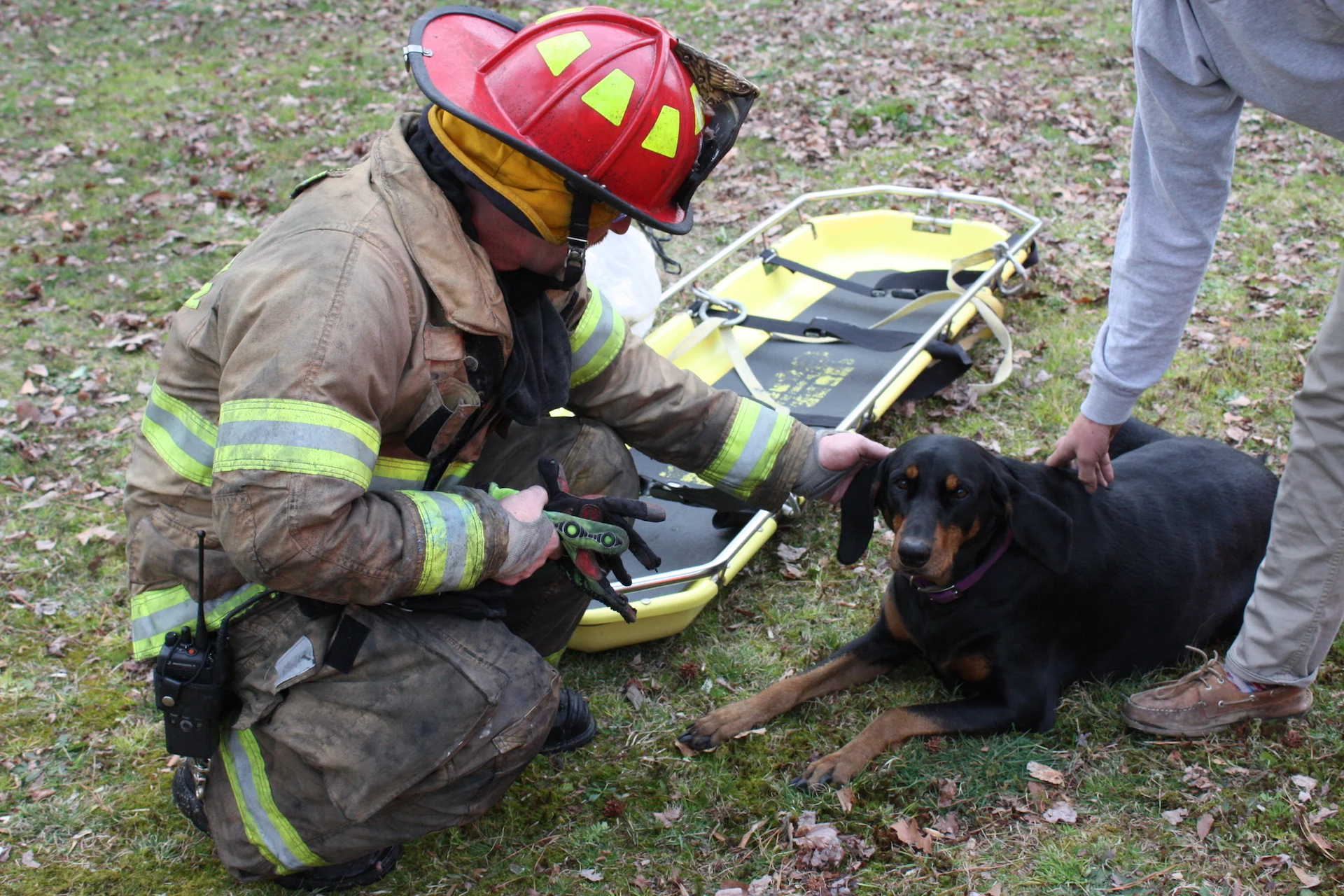Tips to ensure you leave no animal behind when fleeing a wildfire - The ...