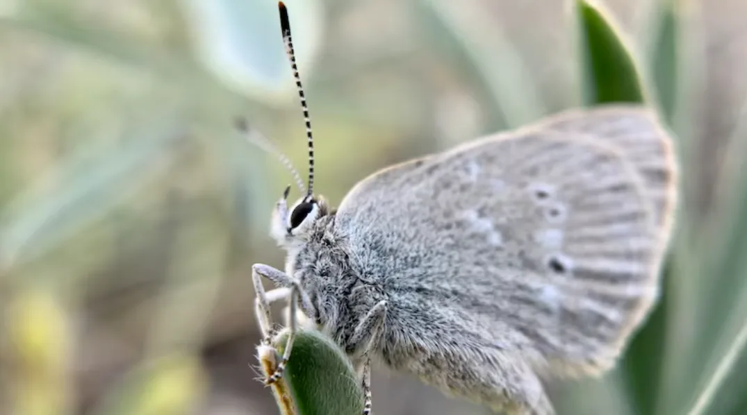'Curiously isolated' butterfly species discovered in Alberta national ...