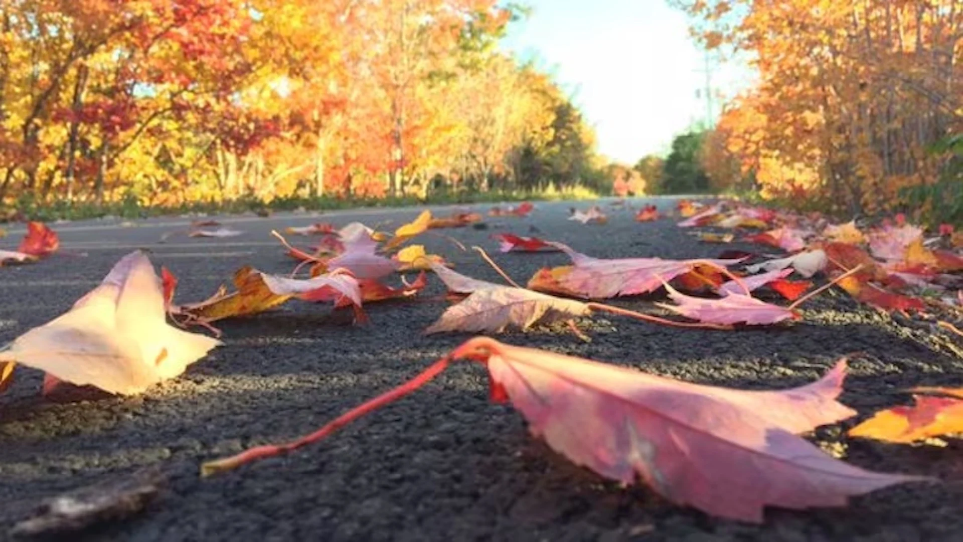 Why Nova Scotia may see fall colours earlier than usual this year - The ...