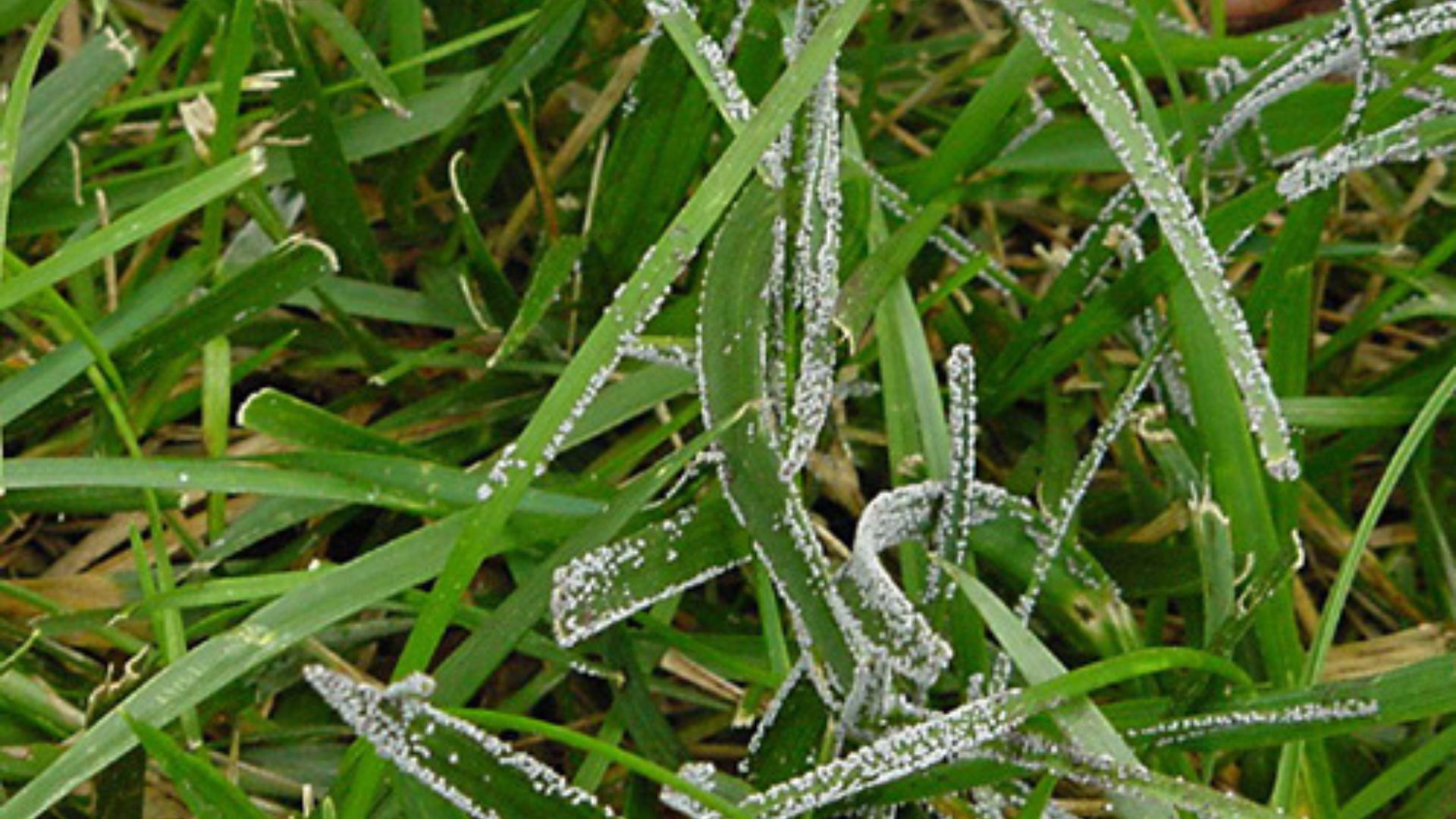 Strange-looking blobs appear in Colorado lawns after heavy rain - The ...