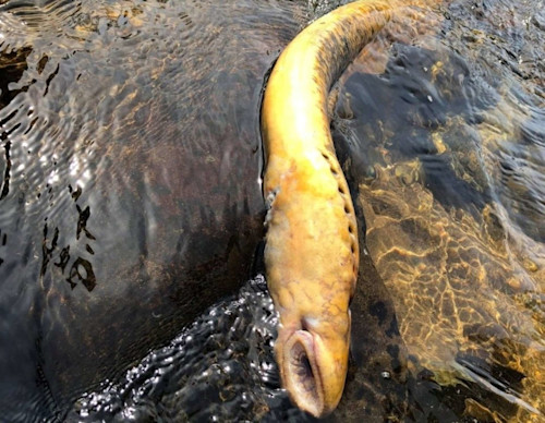 Un poisson vampire nage encore dans les Grands Lacs - MétéoMédia