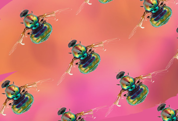 Meet the fly named after RuPaul - The Weather Network