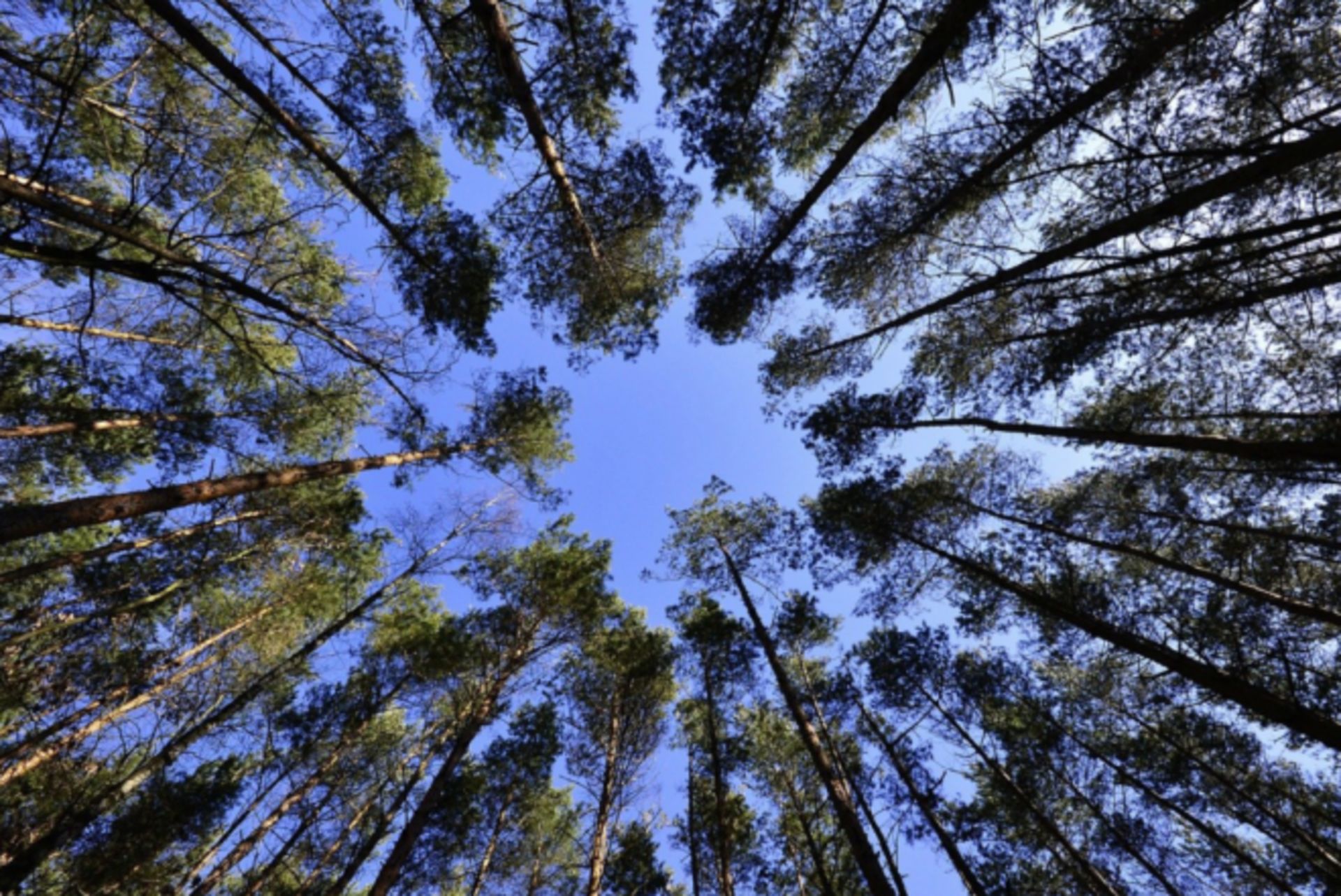 Tree canopies and urban forests are more important now than ever - The ...
