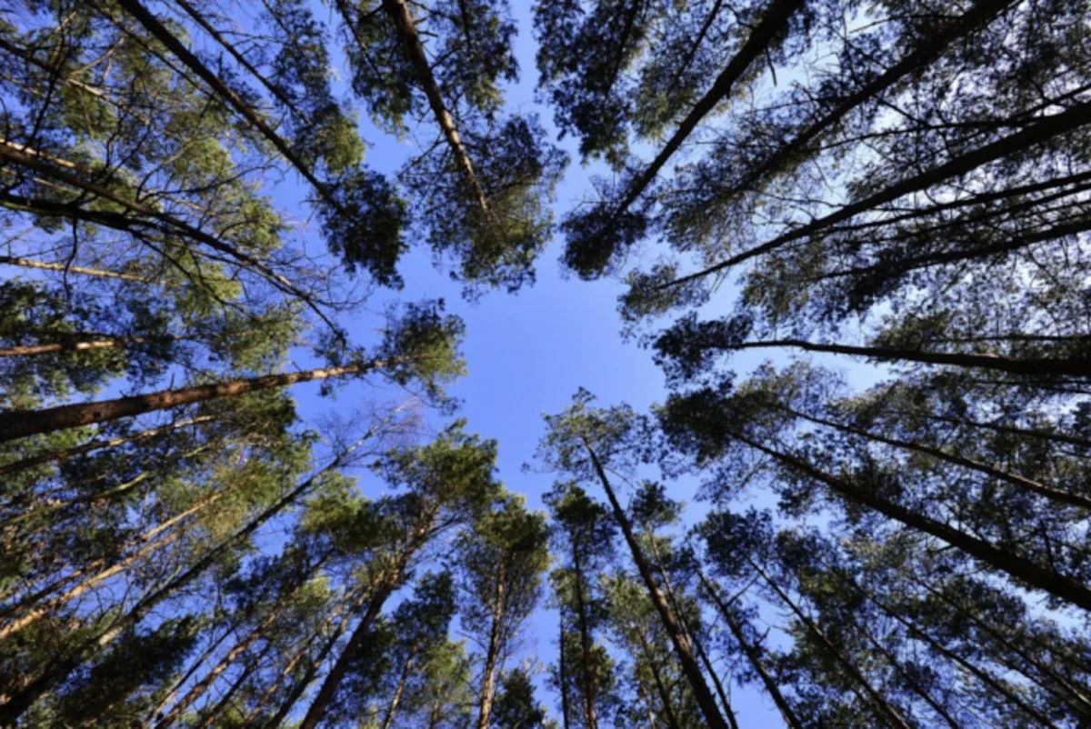 Tree canopies and urban forests are more important now than ever - The ...