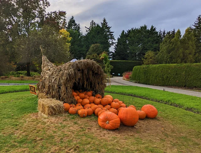 10 surprising health benefits of pumpkins - The Weather Network
