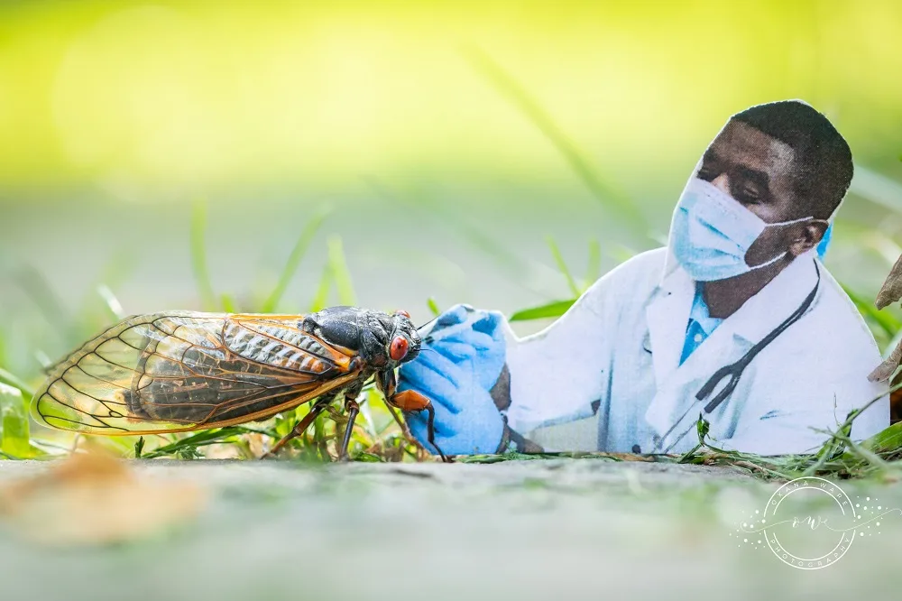 Cicadas in magical scenes: See the viral photos here - The Weather Network