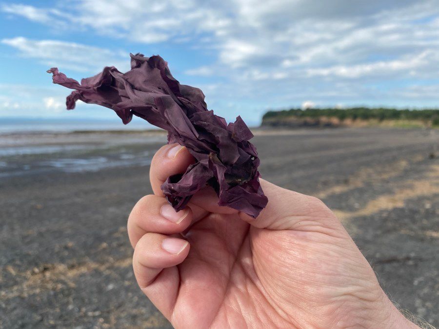 Craving something salty? Dulse could be the snack you didn’t know you ...
