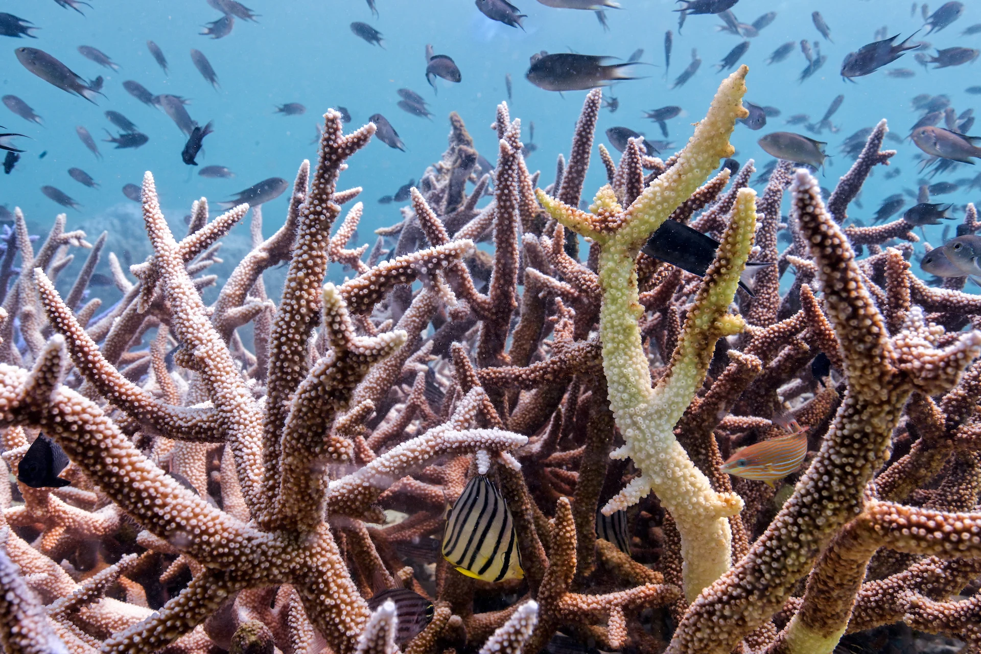 'Most intense' bleaching event ever: Global coral reefs under danger ...