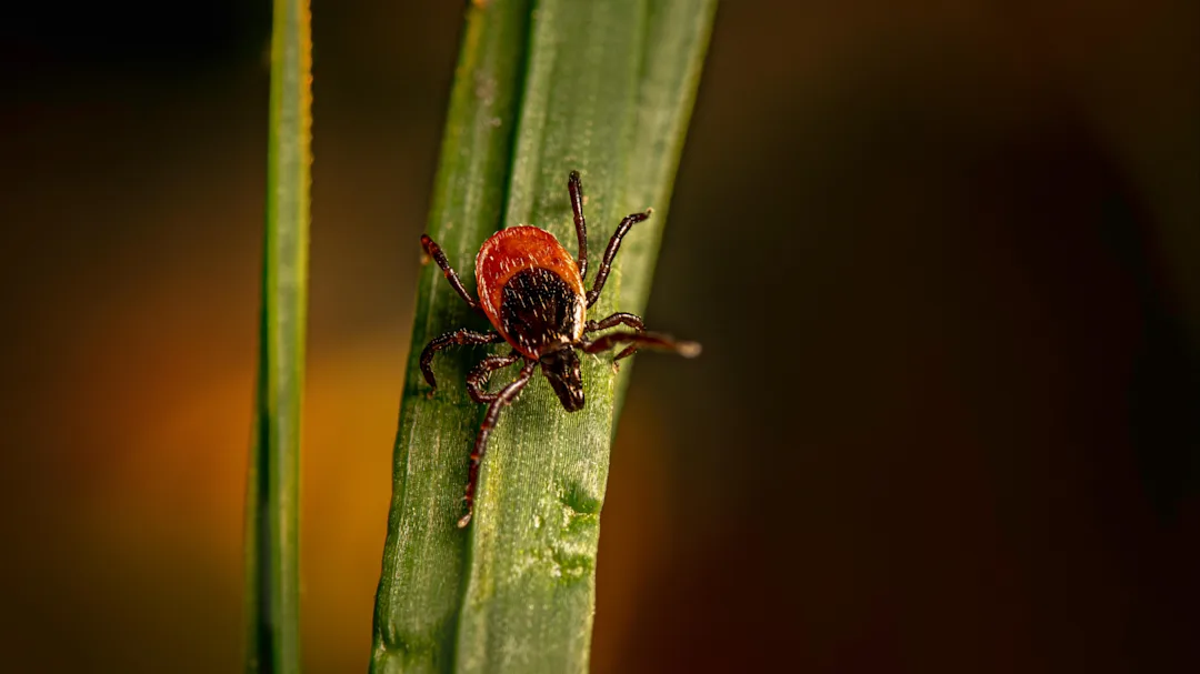 Warm weather is here and so are ticks, here's what you need to know ...