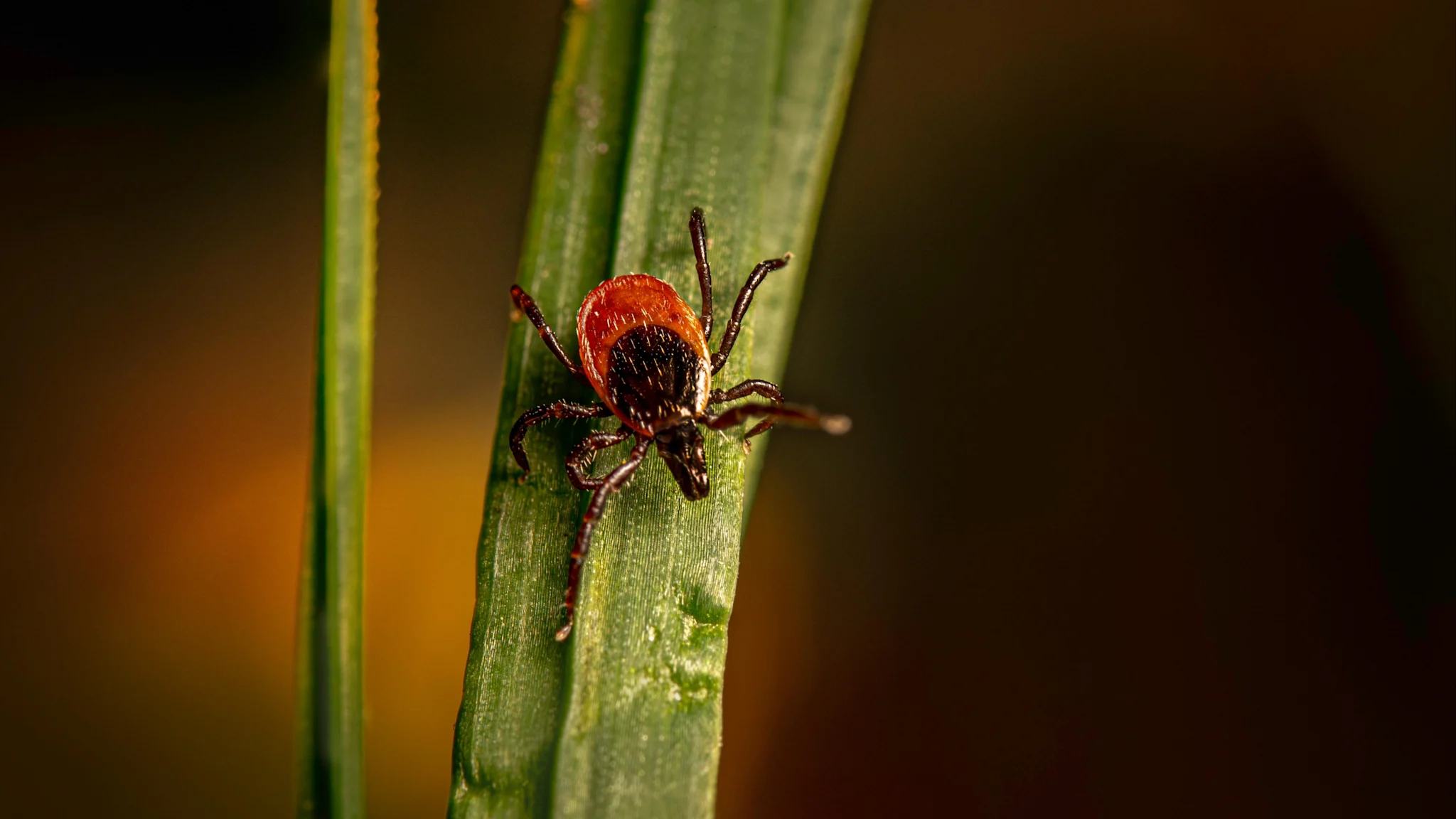 Warm weather is here and so are ticks, here's what you need to know ...