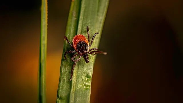 Game-changing, long-lasting tick repellent developed by researcher ...