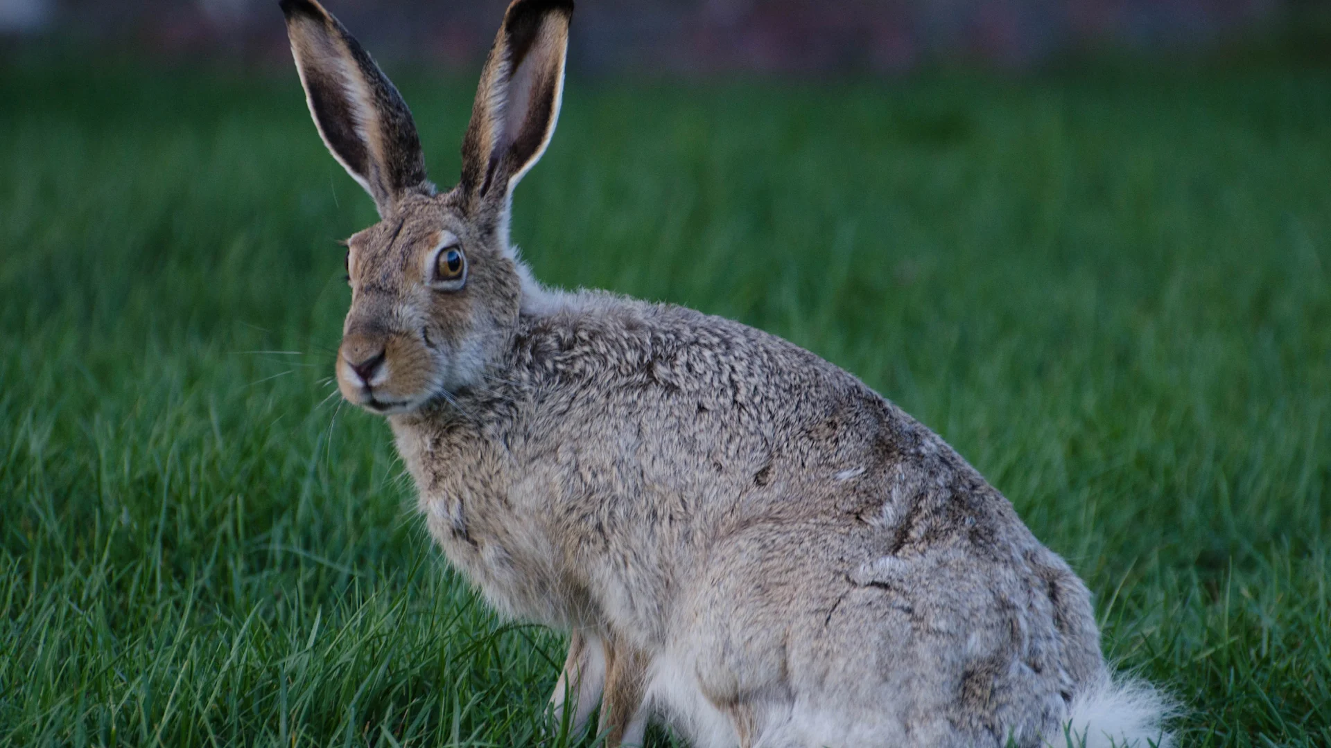 What does the Canadian Easter bunny look like? We investigate - The ...