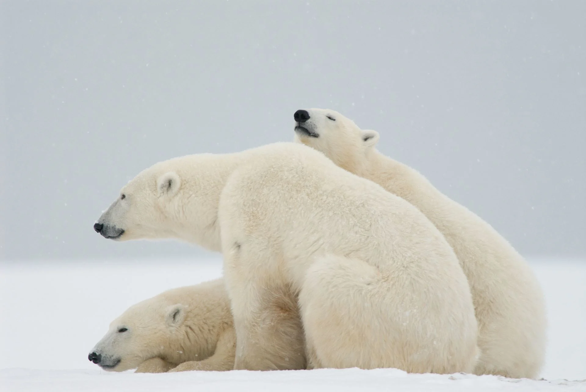 'Bear-dar' uses AI to protect communities and polar bears - The Weather ...