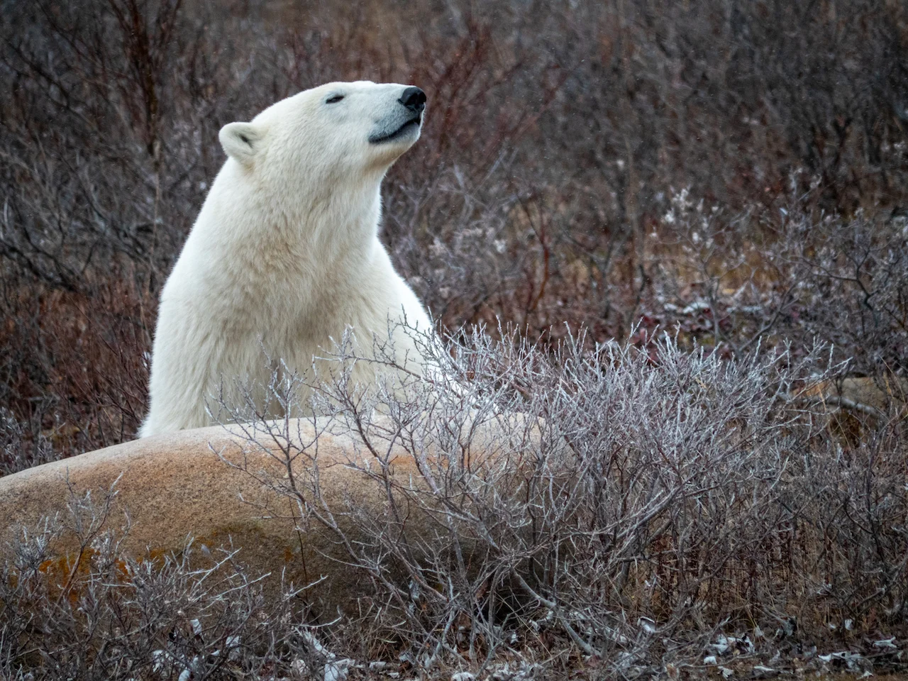 'Bear-dar' uses AI to protect communities and polar bears - The Weather ...
