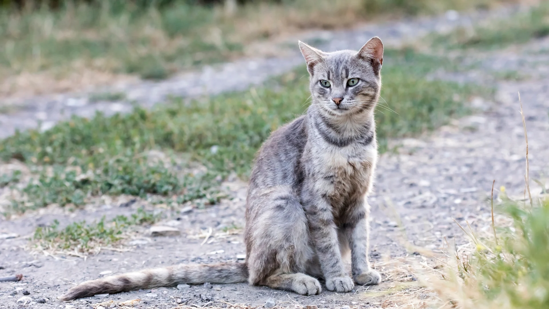 Tips to ensure you leave no animal behind when fleeing a wildfire - The ...