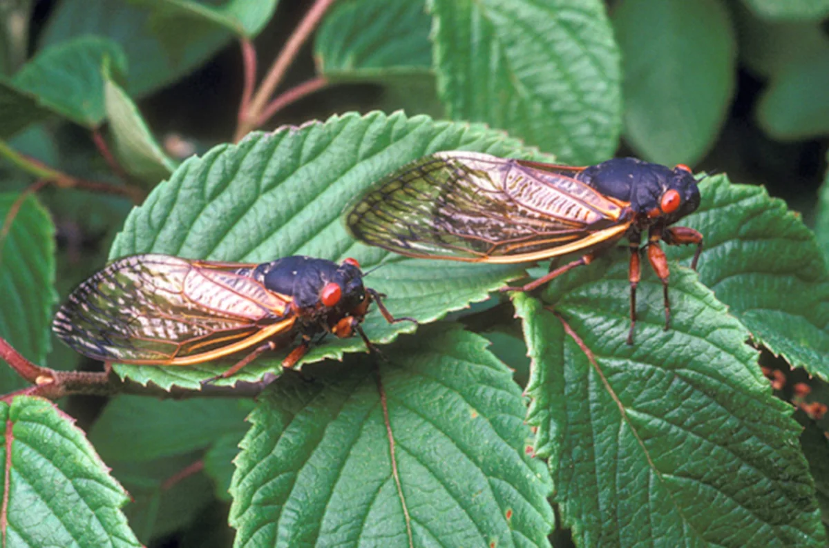 Pull up your hood — it's June bug season - The Weather Network