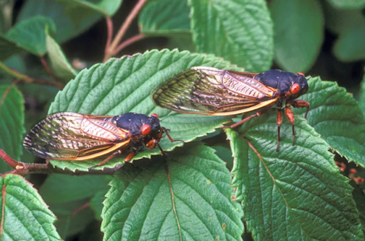 Here's a map of all the upcoming cicada emergences (it goes to 2029 ...