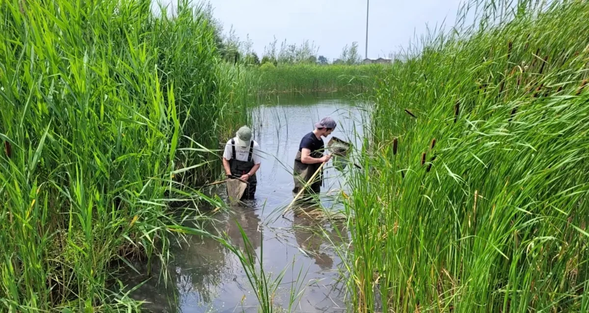Scientists work to stop self-cloning crayfish after first detection in ...