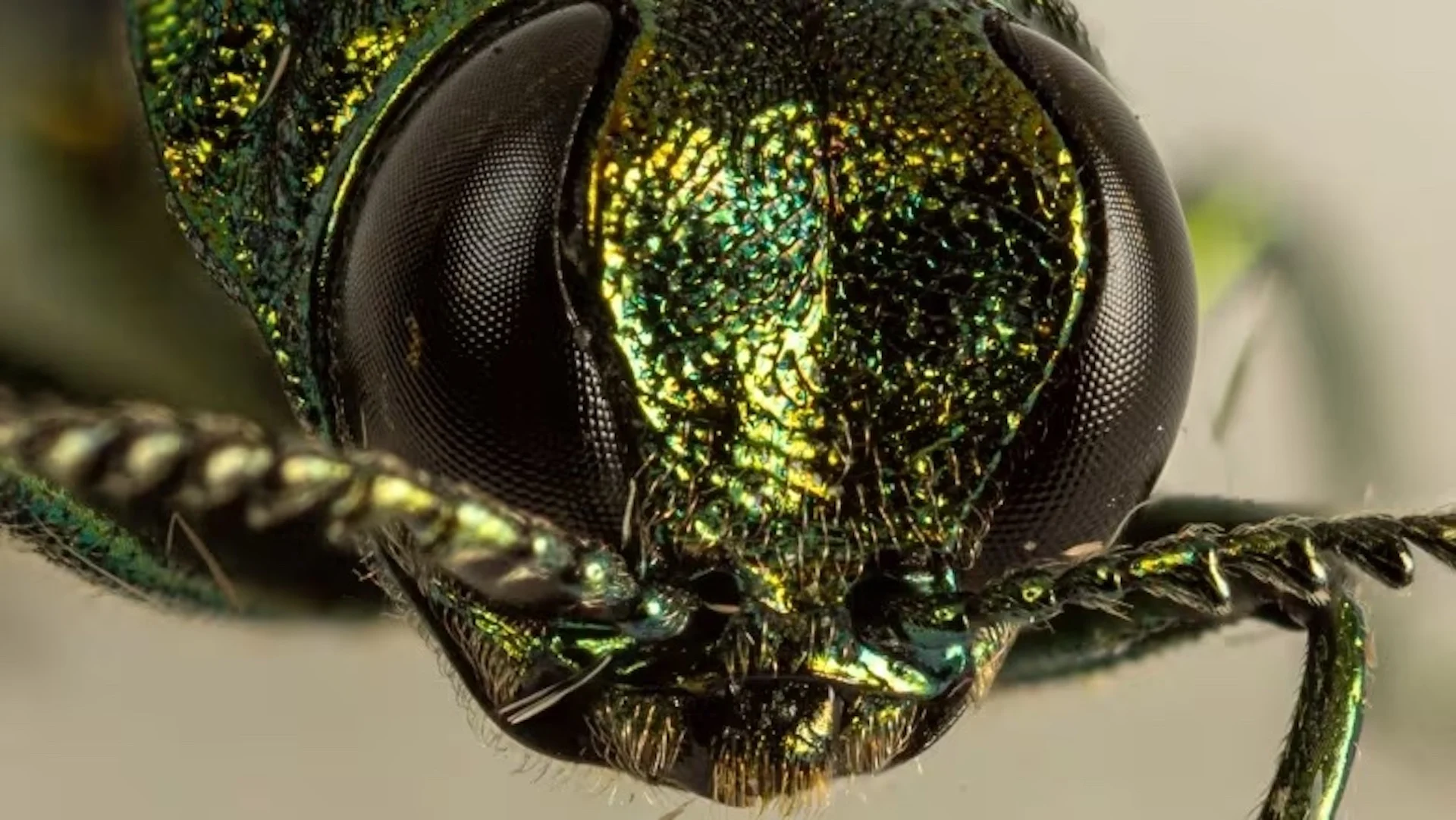 Watch incredible moment as cicada emerges from its exoskeleton - The ...
