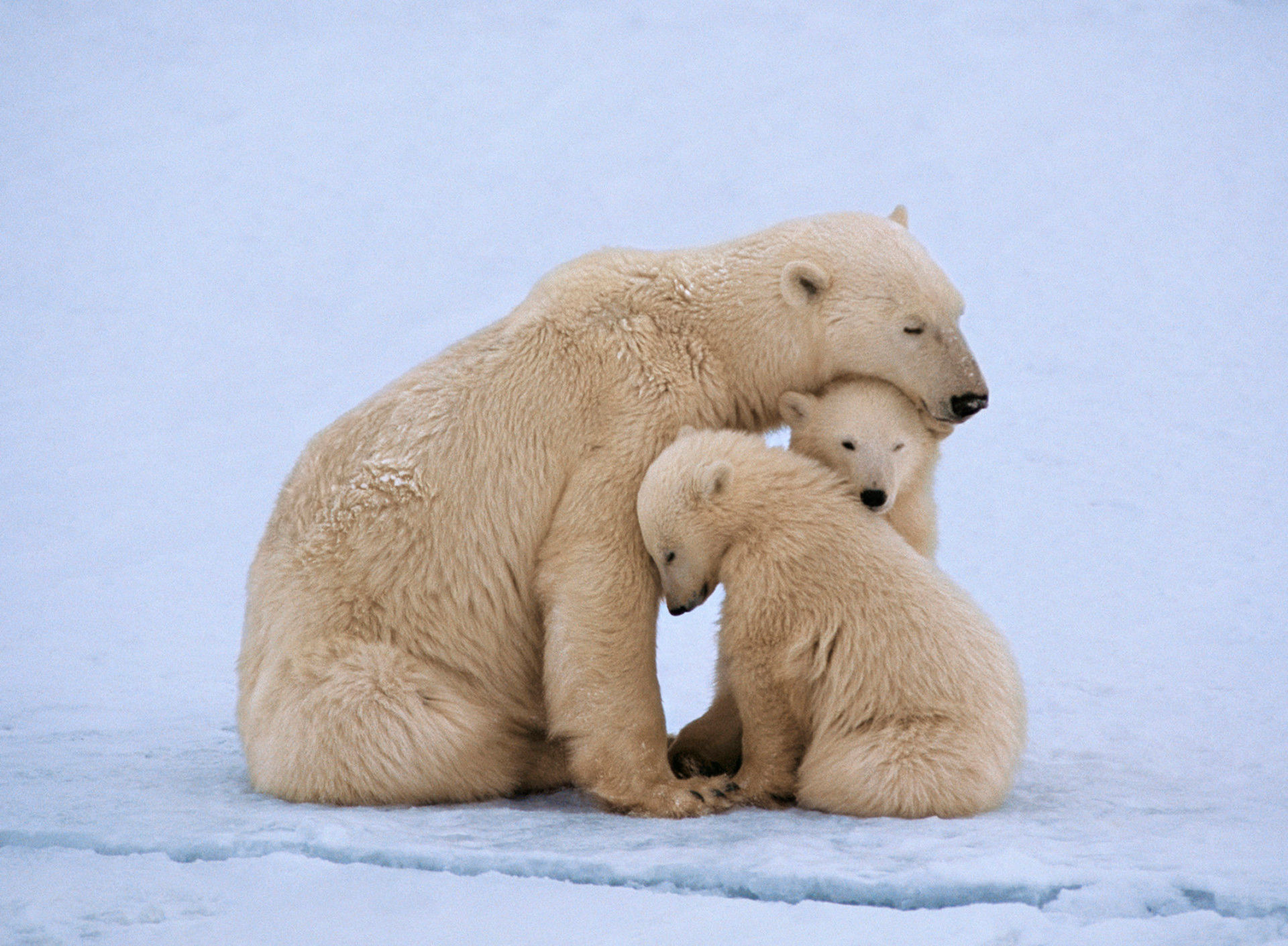 International Polar Bear Day draws attention to the changing climate ...