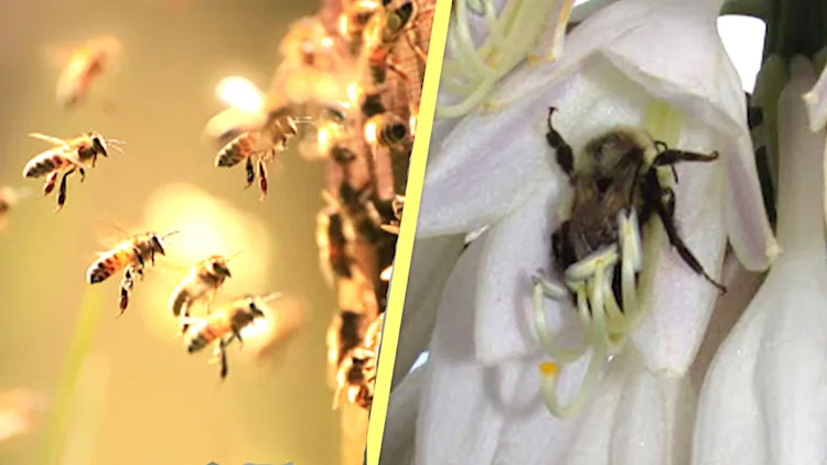 This resilient bee defies logic and can avoid watery death for a week ...