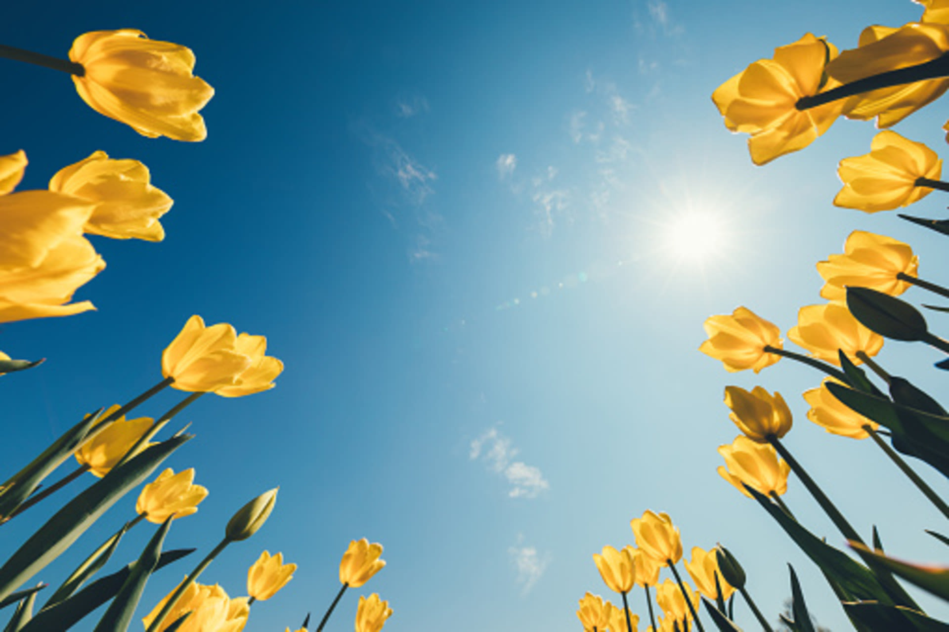 Seattle weather forecast: Mild temperatures and partial sunlight - The ...