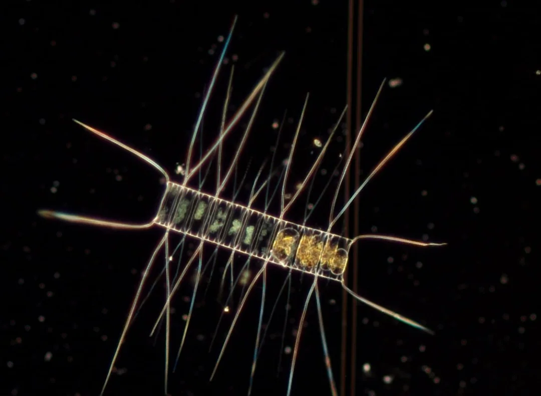 Phytoplankton, key to ocean life, falling 2% per year in North Atlantic ...