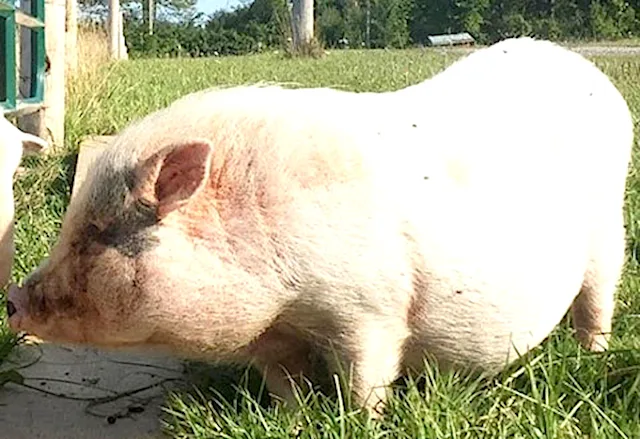 Ontario officials watch invasive pig numbers so they don't go wild ...