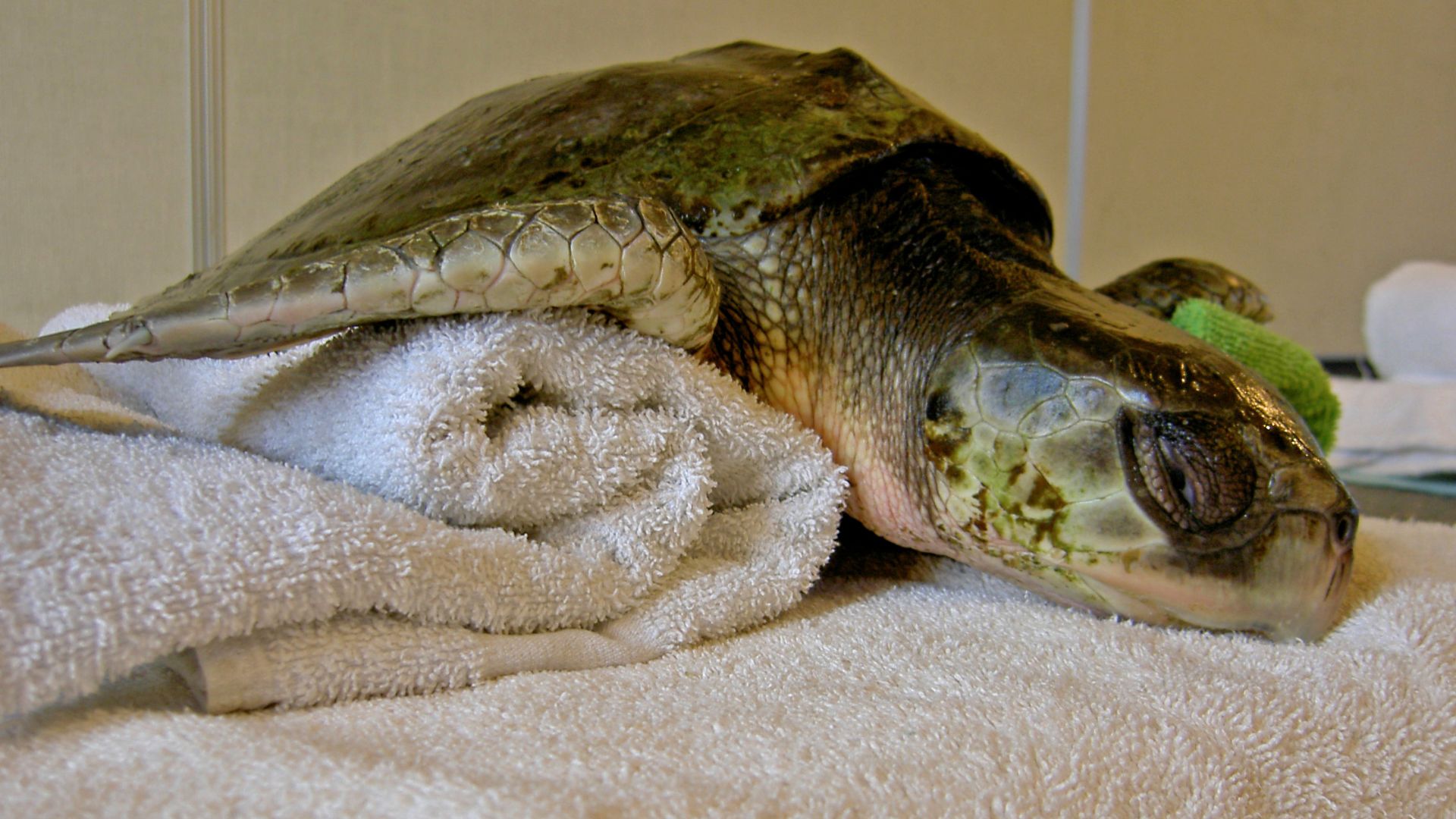Hundreds of sea turtles wash ashore in Massachusetts following ...
