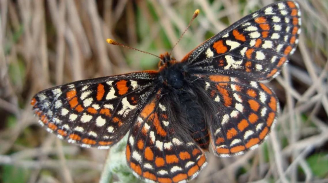 Rare 'eye-catching' butterfly making a comeback in B.C. - The Weather ...