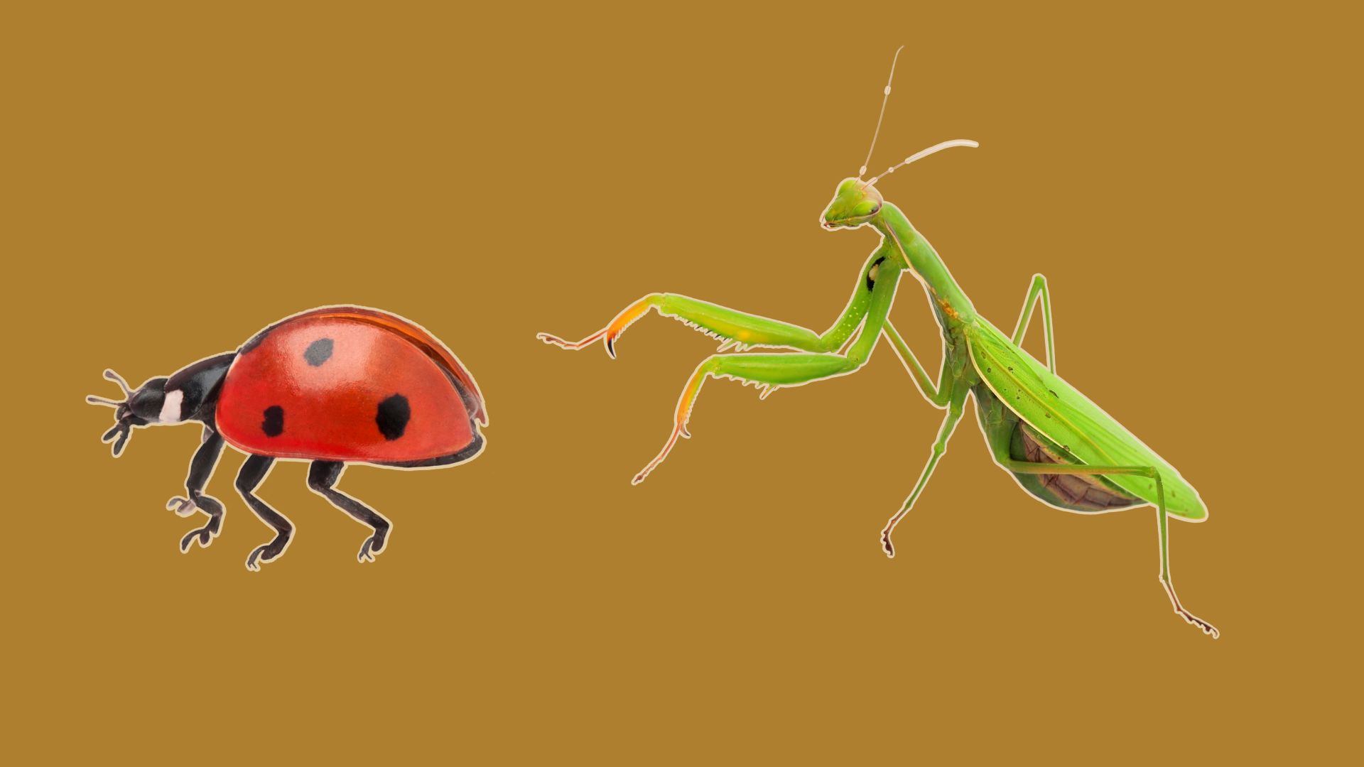 You'll want to keep these garden-friendly insects around all season ...