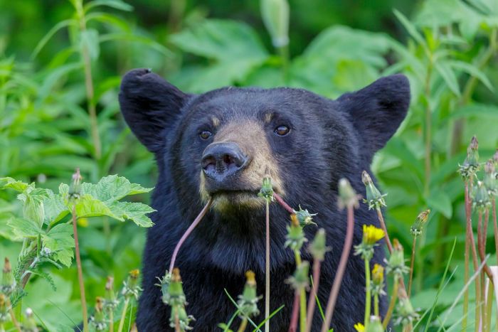 New Banff fence will zap bears who try to climb it to eat roadside ...