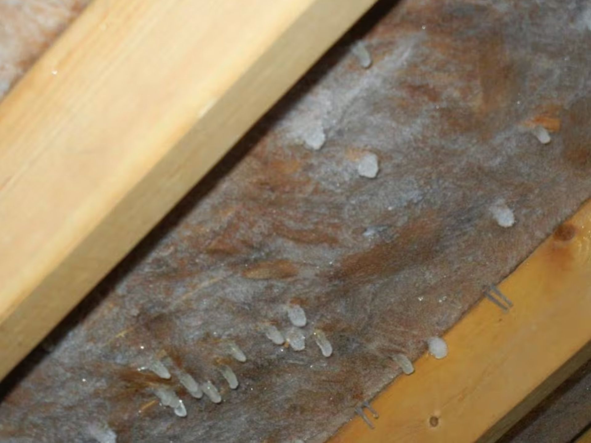 'Attic rain' becoming a growing concern for homeowners this winter ...