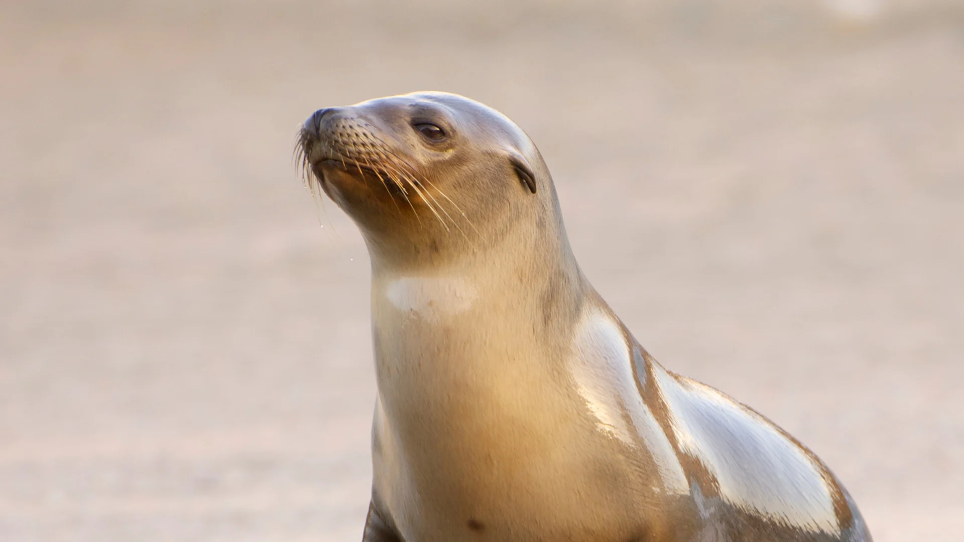 Toxic algae is causing normally gentle sea lions to become aggressive ...