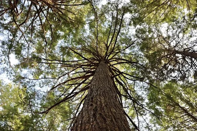 New tools to save Nova Scotia's hemlocks as species continues to ...